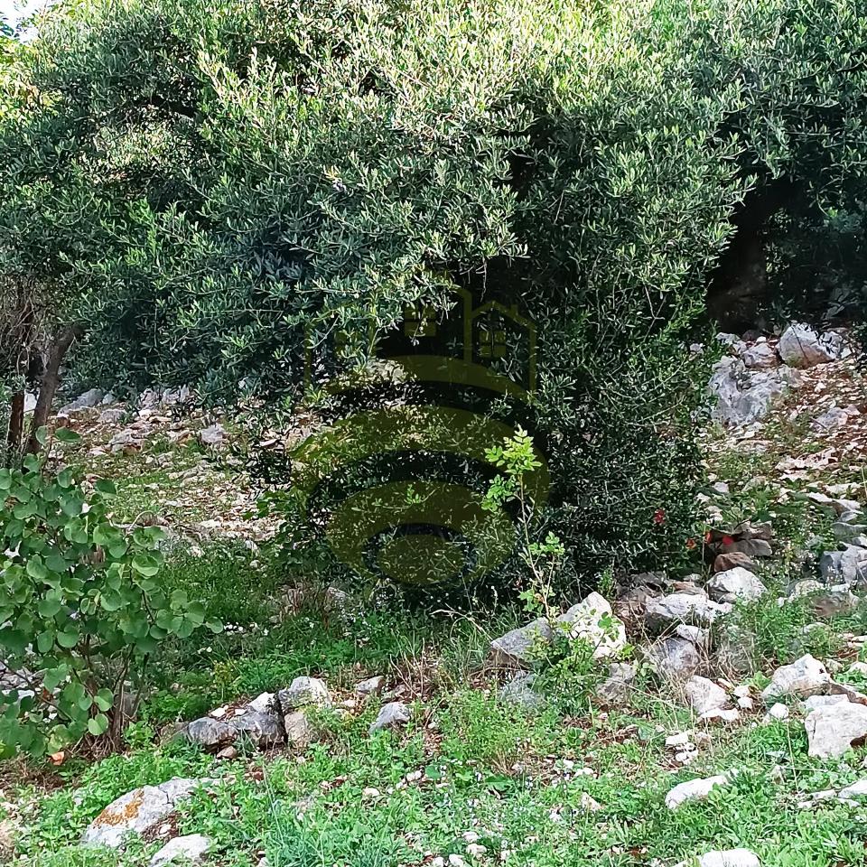 Terreno agricolo in vendita a Marcellina