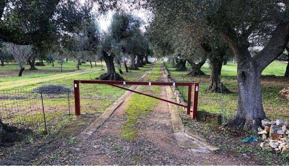Terreno agricolo in vendita a Ostuni