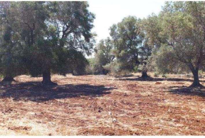 Terreno agricolo in vendita a Carovigno