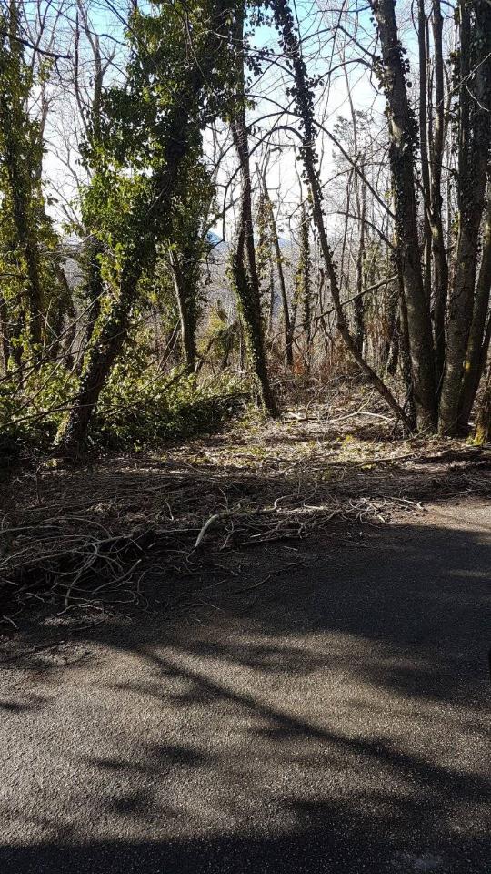 Terreno agricolo in vendita a San Benedetto Val Di Sambro