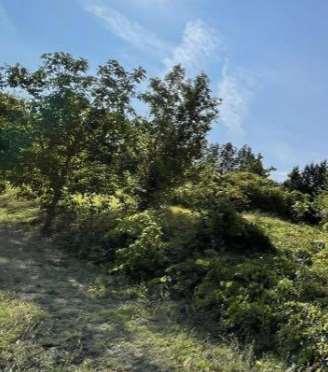 Terreno agricolo in vendita a Santa Giuletta