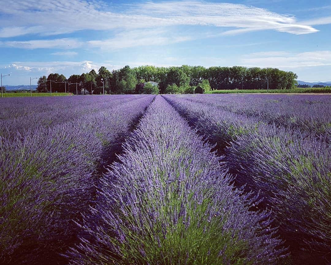 Villa a schiera in vendita a Monte San Pietro