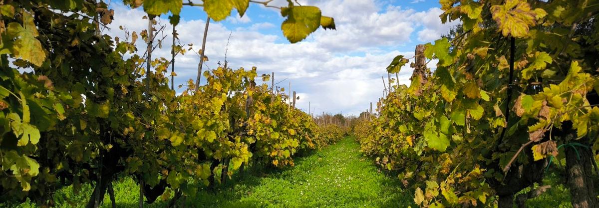 Terreno agricolo in vendita a Corchiano