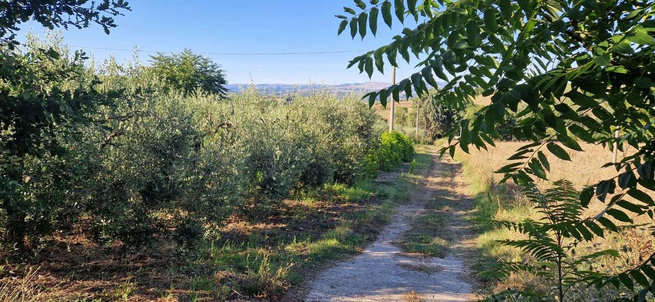 Terreno agricolo in vendita a Calvi