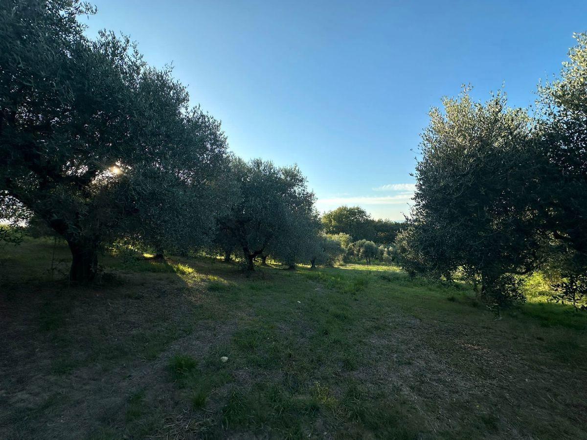 Terreno agricolo in vendita a Mentana