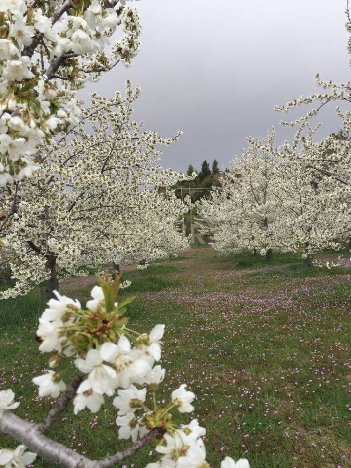 Terreno agricolo in vendita a Biancavilla