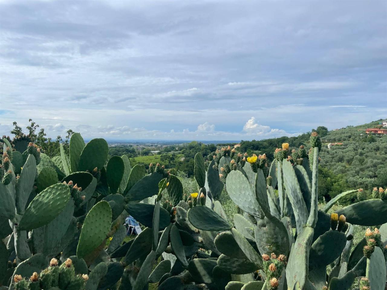 Casa indipendente in vendita a Pieve A Nievole