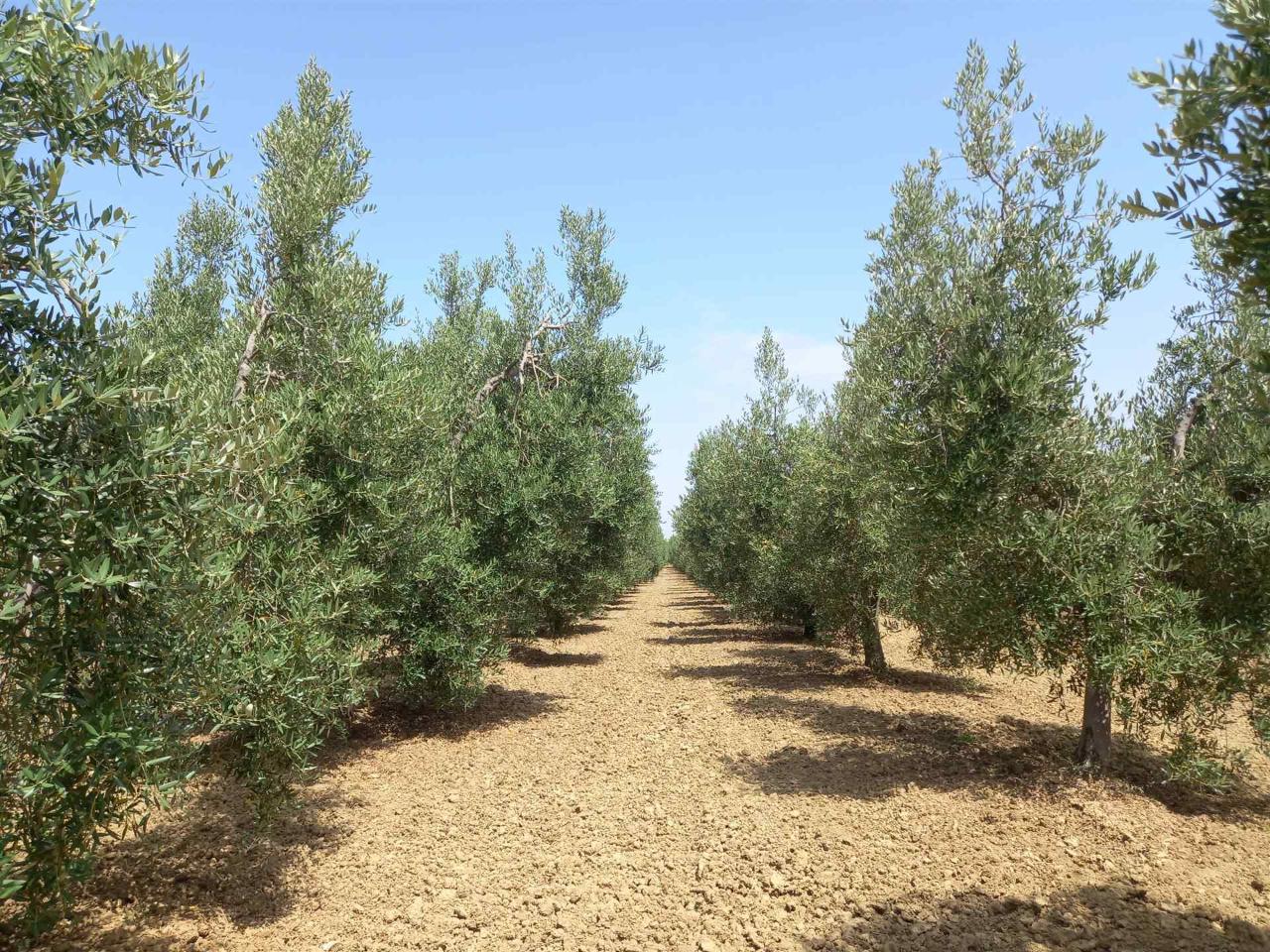 Terreno agricolo in vendita a Bibbona