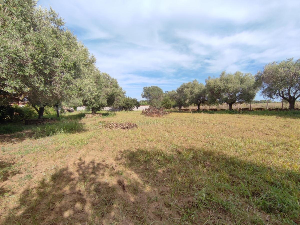 Terreno agricolo in vendita a Nettuno