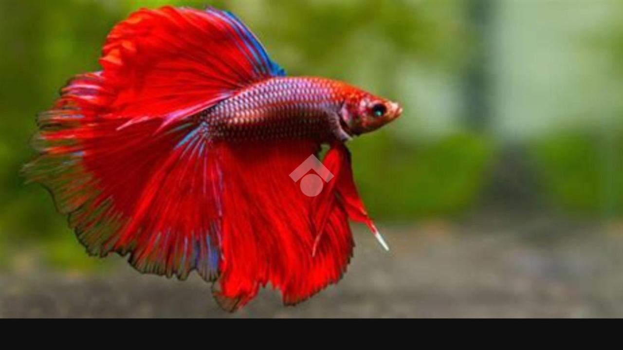 Negozio in vendita a Genova Foto-6