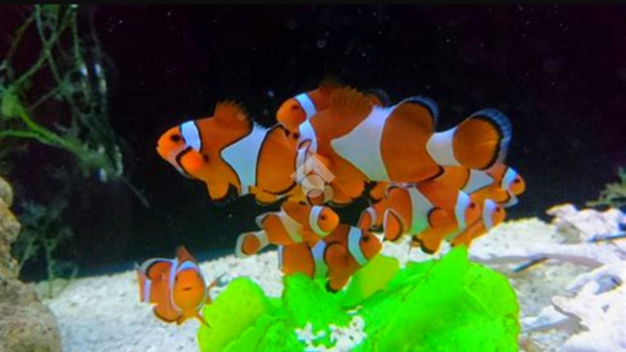 Negozio in vendita a Genova Foto-19