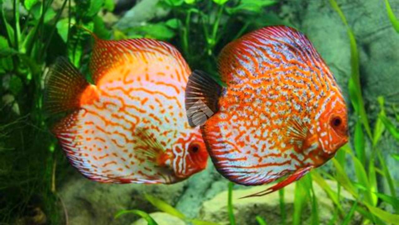 Negozio in vendita a Genova Foto-10