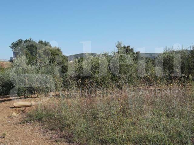 Terreno agricolo in vendita a Gavorrano