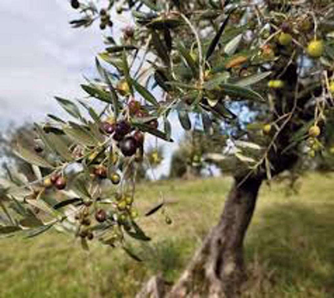 Terreno agricolo in vendita a Gavorrano