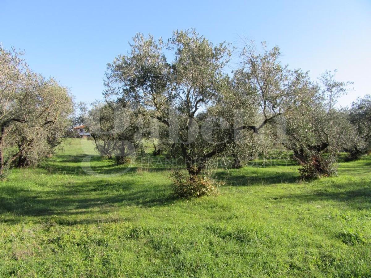Terreno agricolo in vendita a Gavorrano