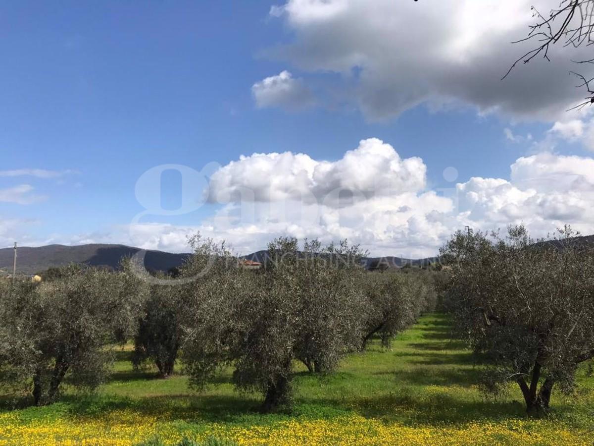 Terreno agricolo in vendita a Gavorrano