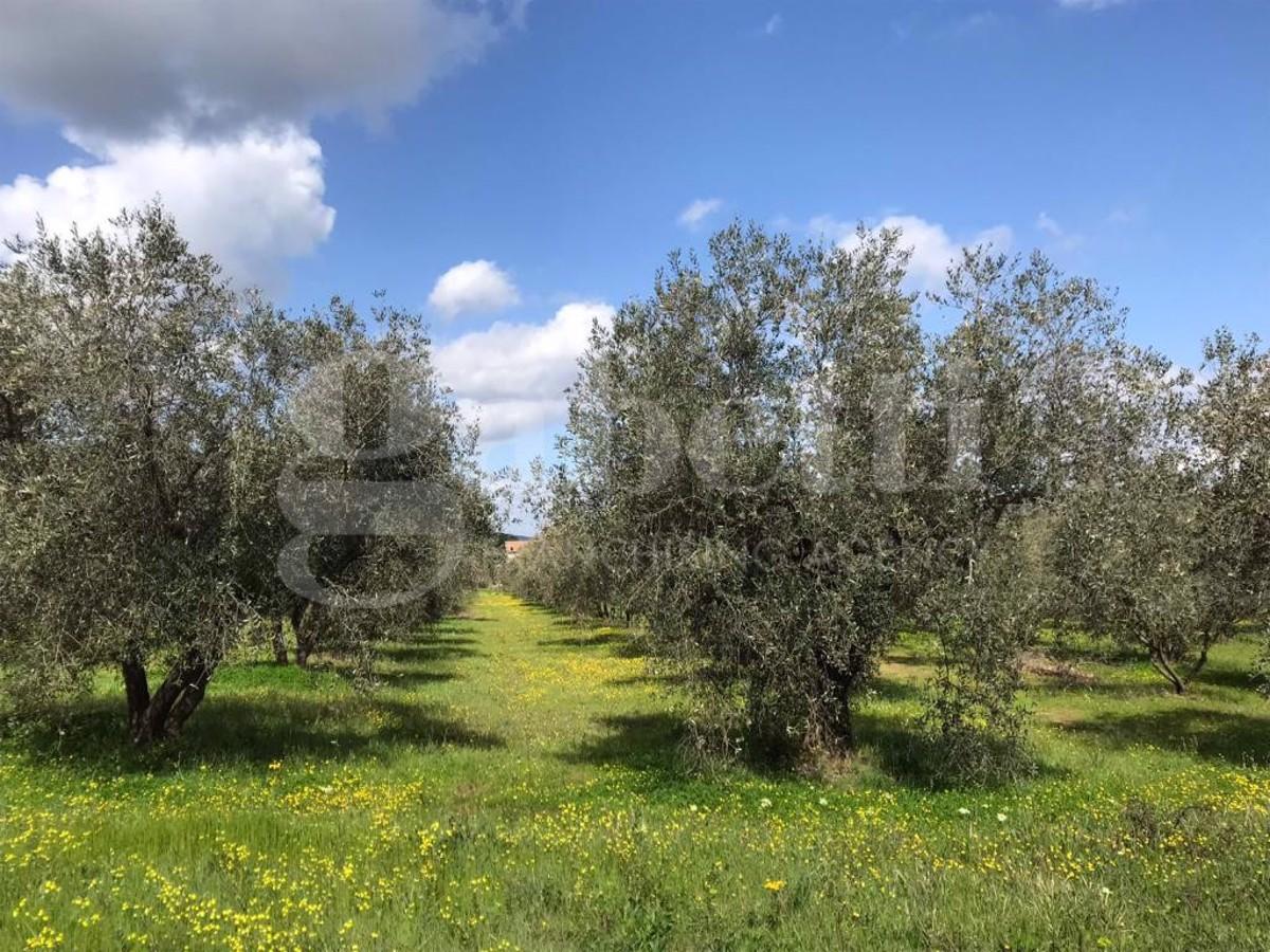 Terreno agricolo in vendita a Gavorrano