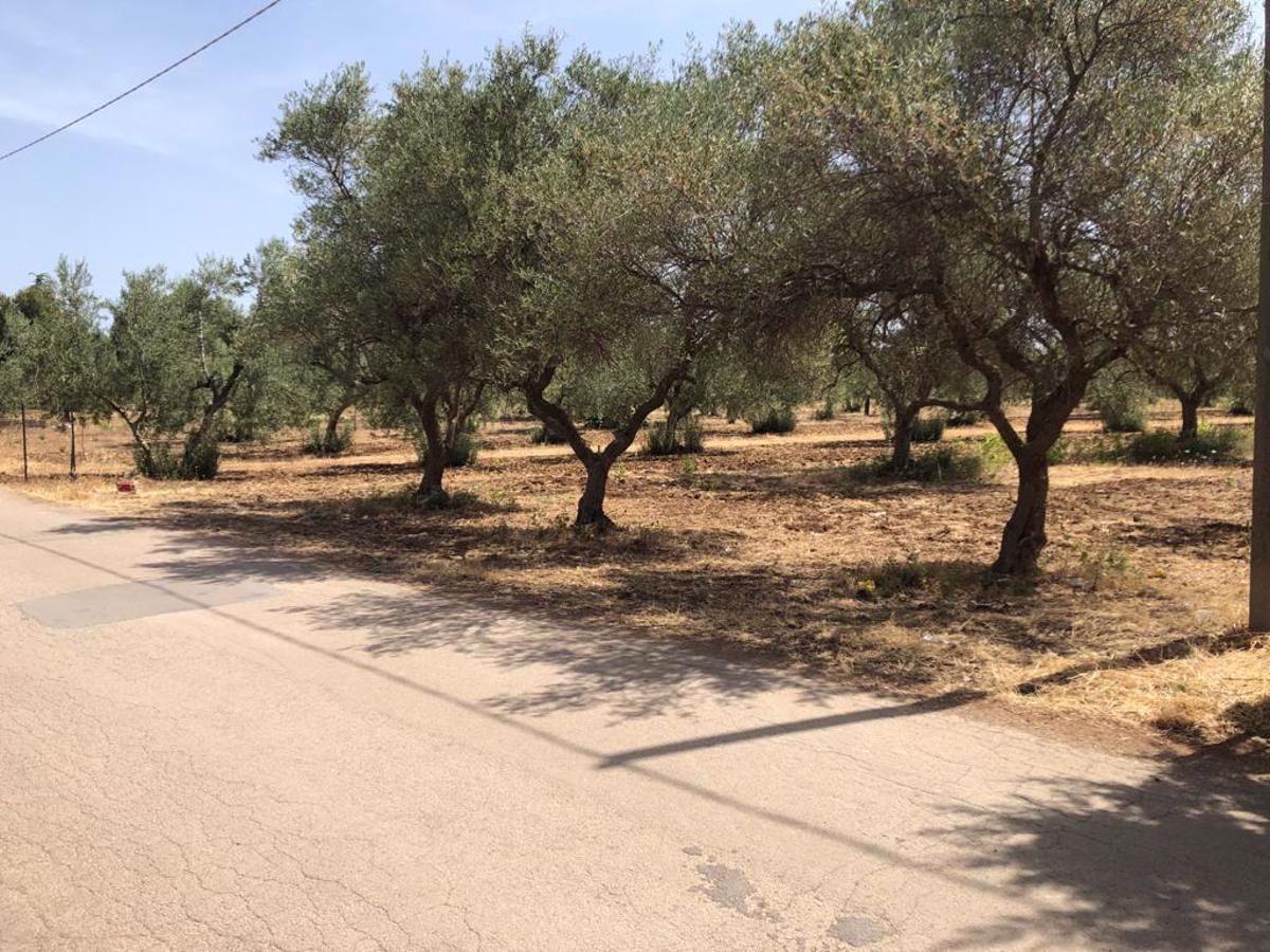 Terreno agricolo in vendita a Corato