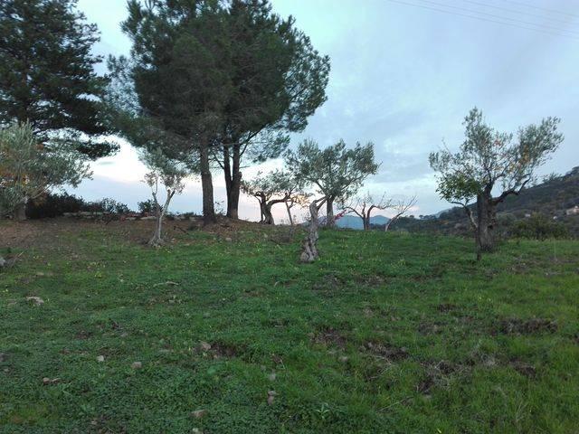 Terreno agricolo in vendita a Pollina