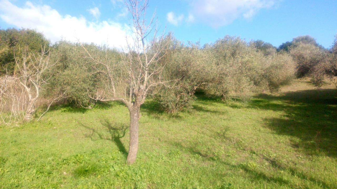 Terreno agricolo in vendita a Laerru
