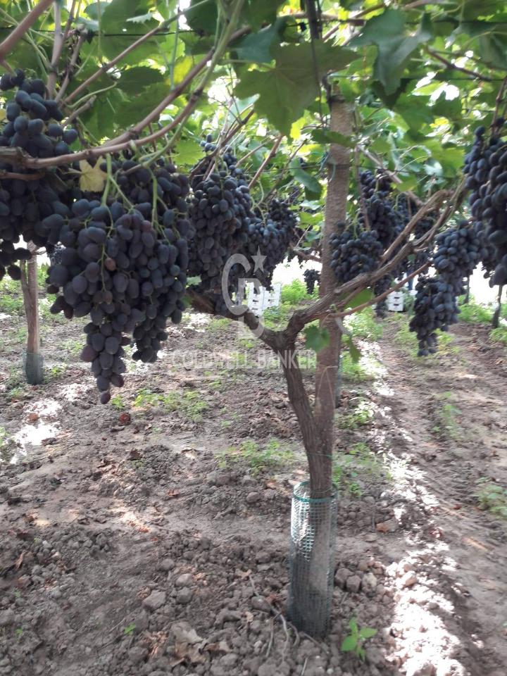 Terreno agricolo in vendita a Chiaramonte Gulfi