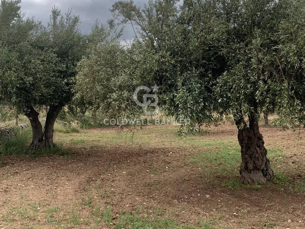 Terreno agricolo in vendita a Chiaramonte Gulfi