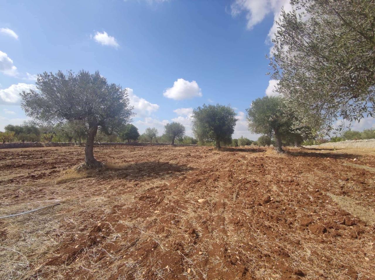 Terreno agricolo in vendita a Conversano