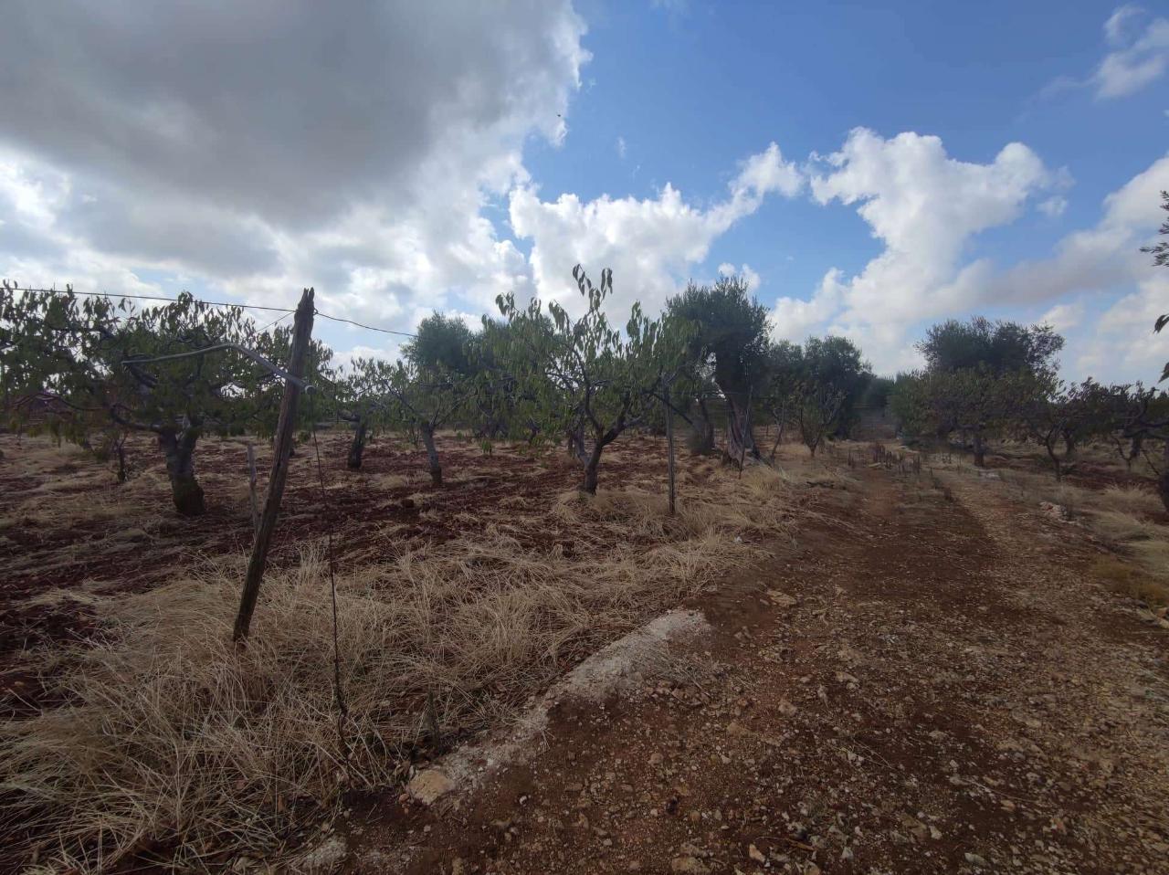 Terreno agricolo in vendita a Conversano