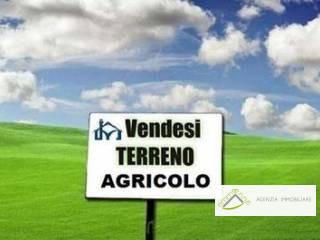 Terreno agricolo in vendita a Dolo