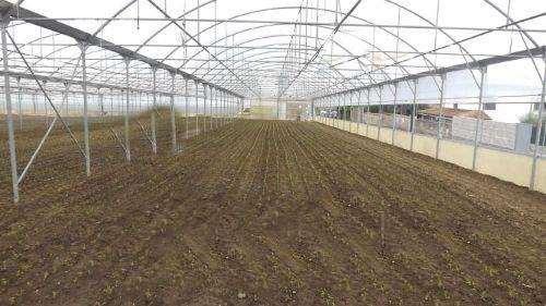 Terreno agricolo in vendita a Aprilia