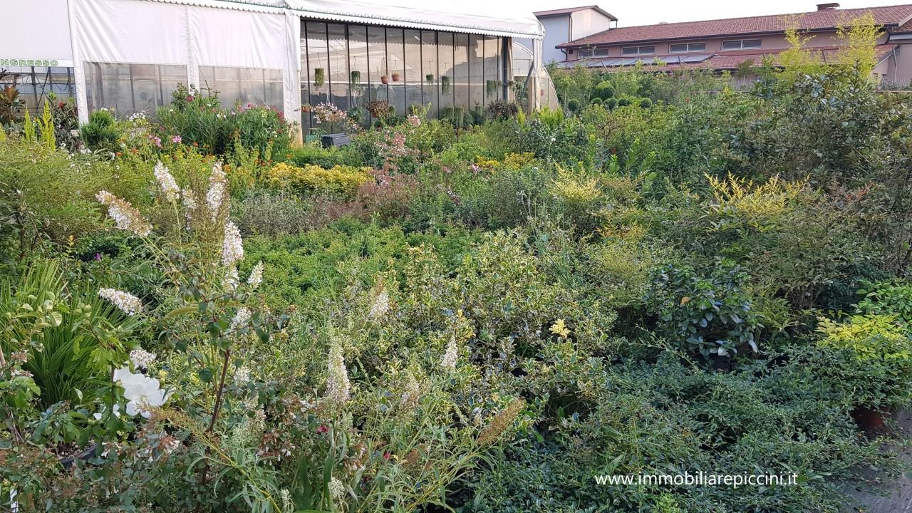 Piante e fiori in vendita a Sinalunga