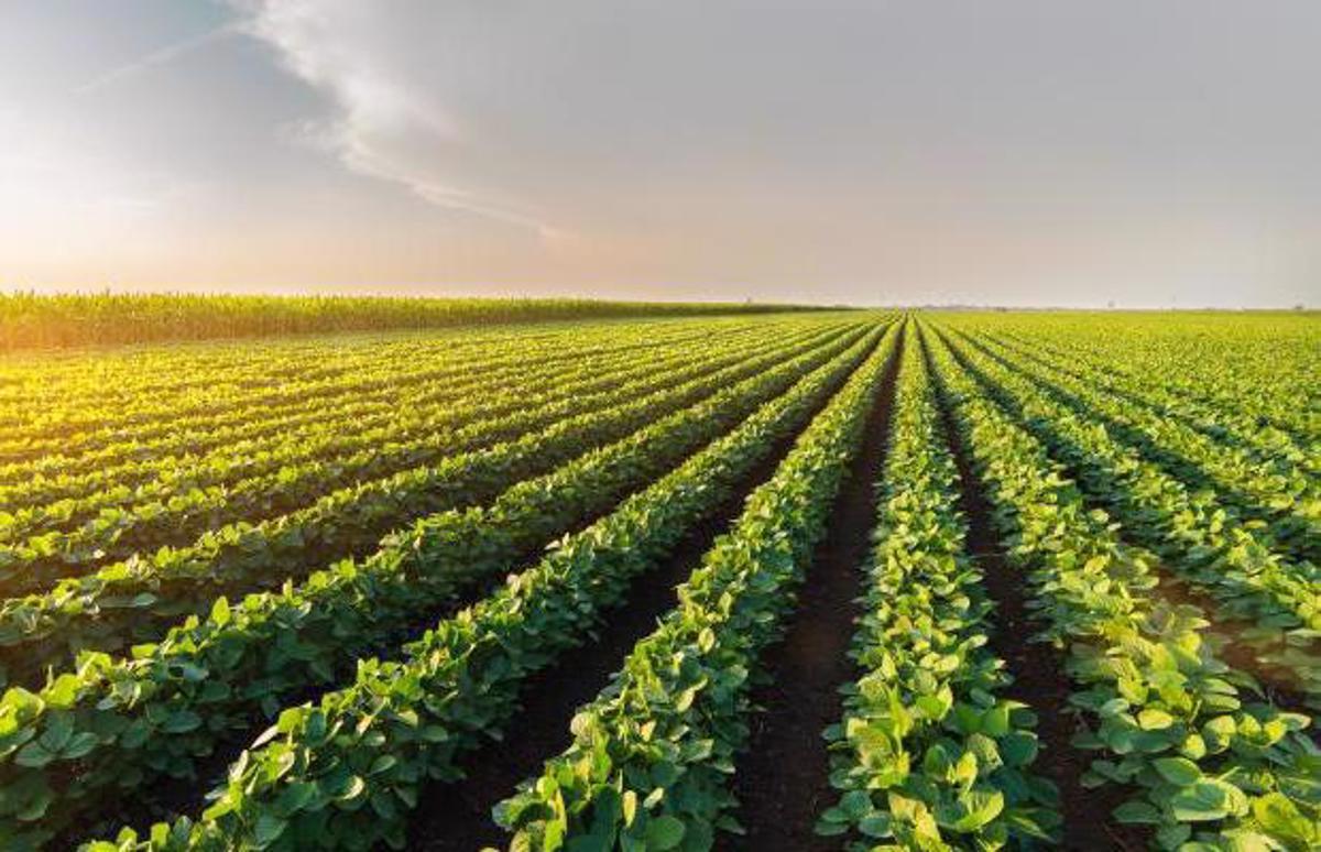 Terreno agricolo in vendita a Este