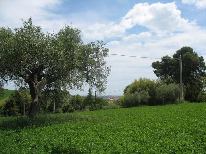 Terreno agricolo in vendita a Spoltore