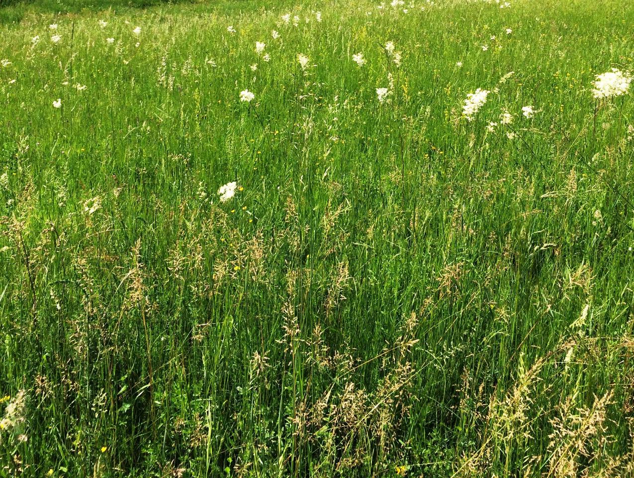 Terreno edificabile in vendita a Conegliano