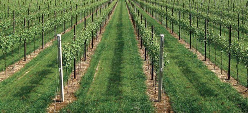 Terreno agricolo in vendita a Carpi