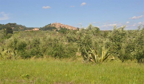 Azienda agricola in vendita a Casale Marittimo