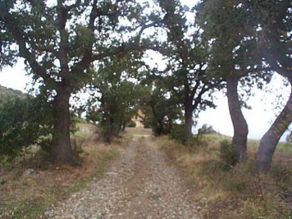 Azienda agricola in vendita a Chianni