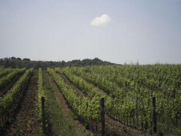 Azienda agricola in vendita a Montecatini Val Di Cecina