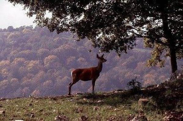 Palazzina commerciale in vendita a Montecatini Val Di Cecina