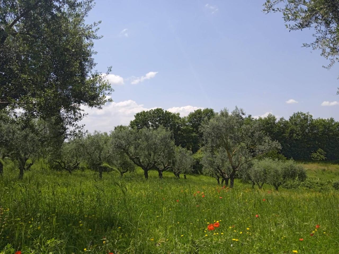 Terreno agricolo in vendita a Guidonia Montecelio