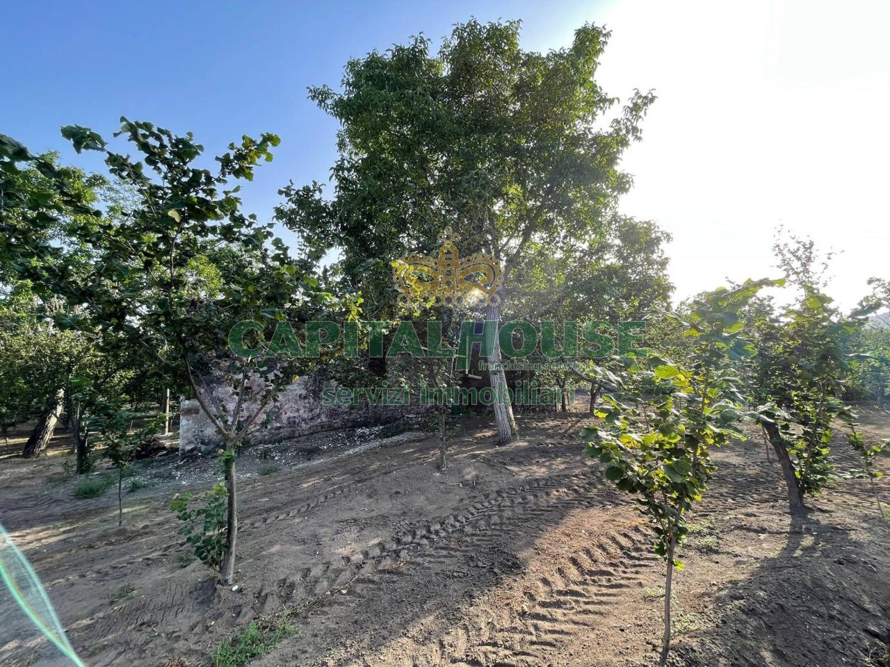 Terreno agricolo in vendita a Avella