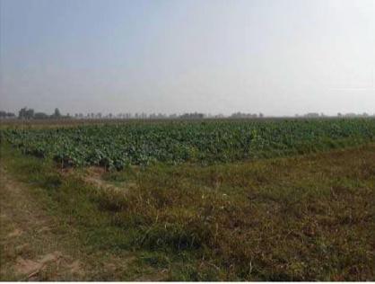 Terreno agricolo in vendita a Cerea