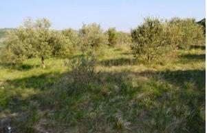 Terreno agricolo in vendita a Tregnago