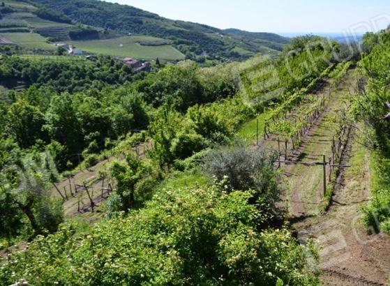 Terreno agricolo in vendita a Illasi
