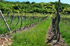 Terreno agricolo in vendita a Cazzano Di Tramigna
