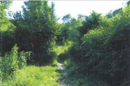 Terreno agricolo in vendita a Cerro Veronese
