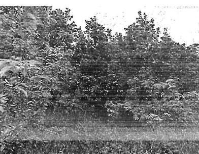 Terreno agricolo in vendita a Polesella