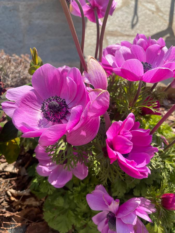 Appartamento in vendita a Sormano