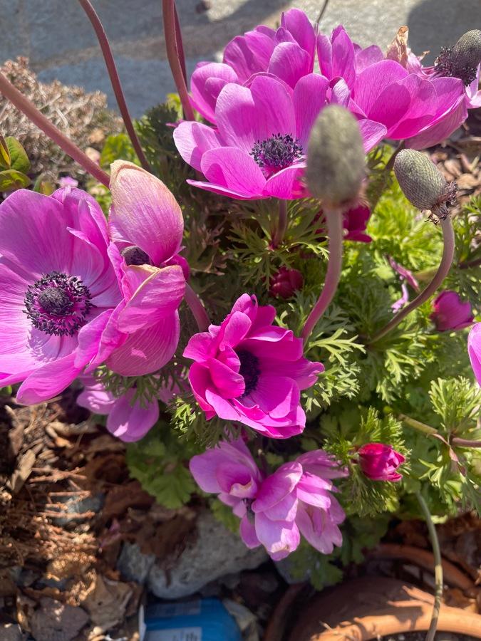 Appartamento in vendita a Sormano