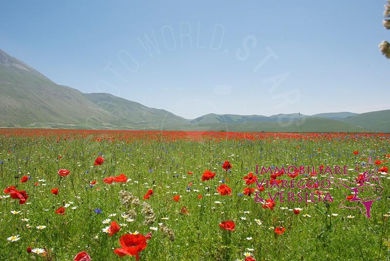 Terreno agricolo in vendita a Viareggio
